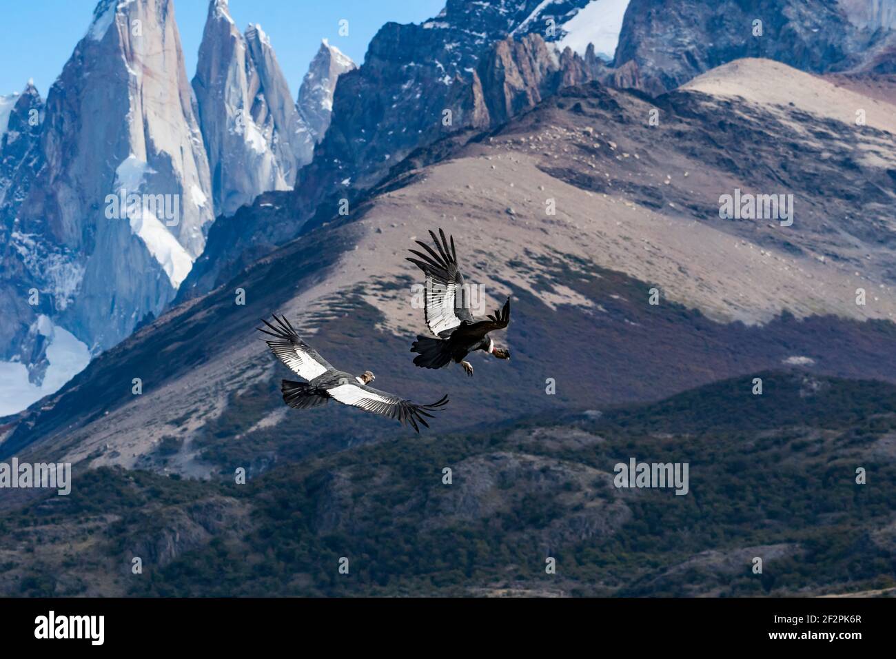 Two male Andean condors, Vultur gryphus, soaring over Los Glaciares ...