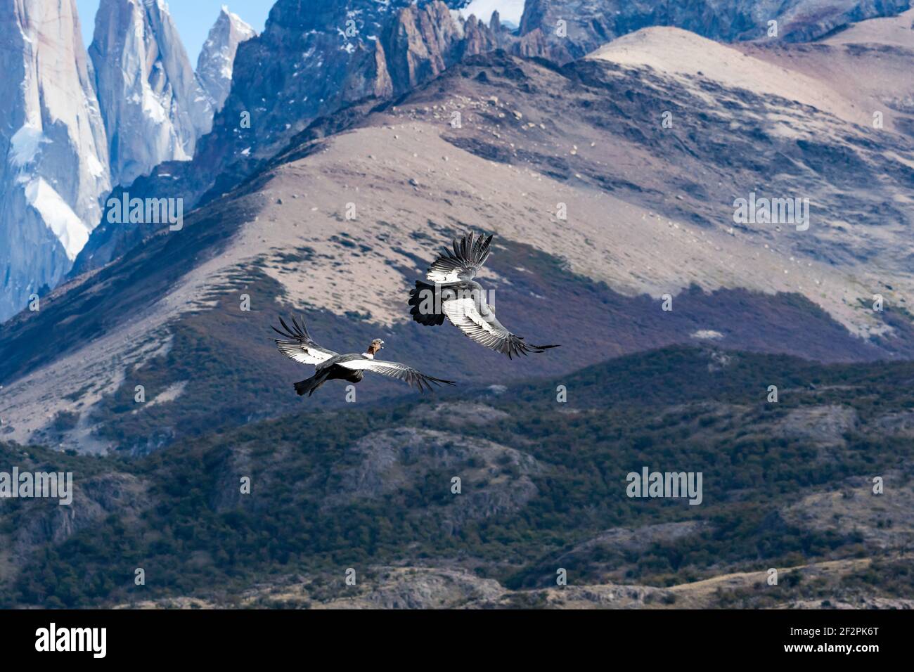 Parque nacional los glaciares condor hi-res stock photography and ...