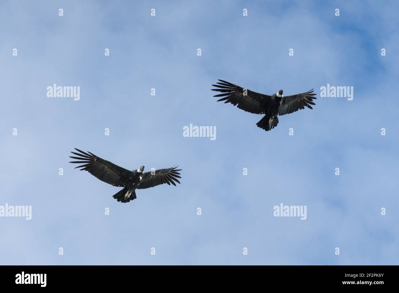 Two female Andean condors, Vultur gryphus, soaring over Los Glaciares ...