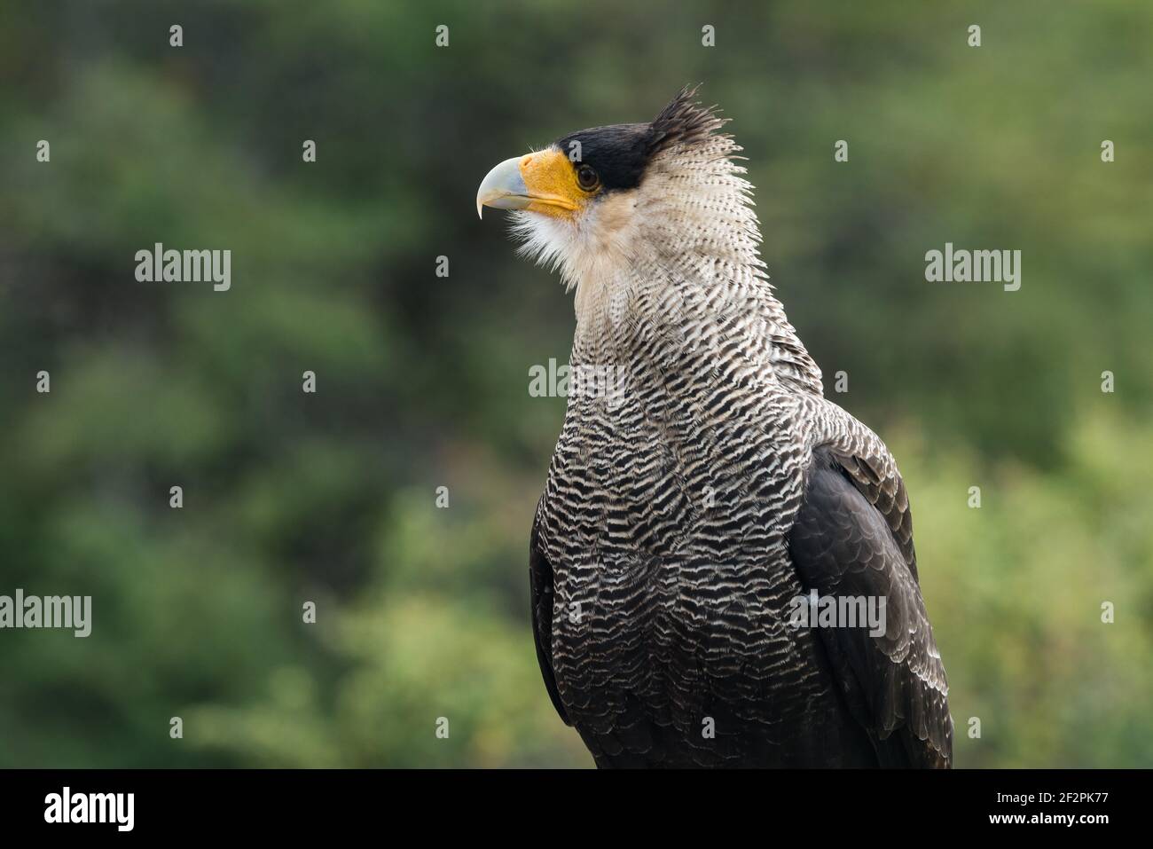 The Southern Crested Caracara, Caracara plancus, also known as the ...