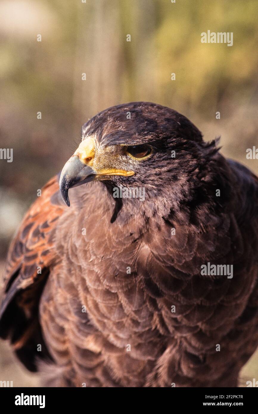 Harris's Hawk, Parabuteo unicinctus. is native from the southwestern U ...