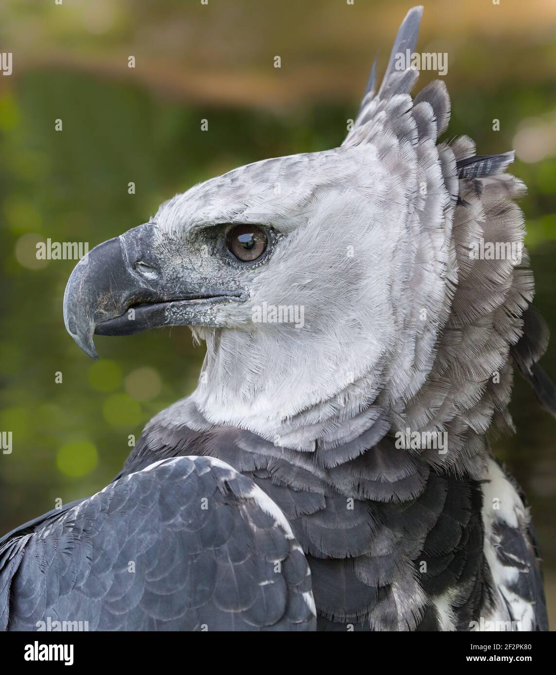 The Harpy Eagle, Harpia harpyja, is the largest, most powerful raptor ...
