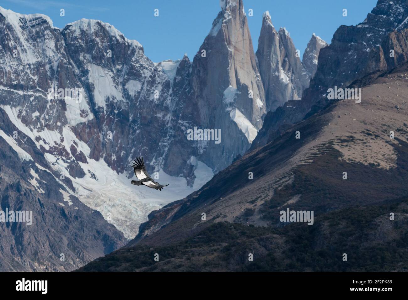 A male Andean condor, Vultur gryphus, soaring over Los Glaciares ...