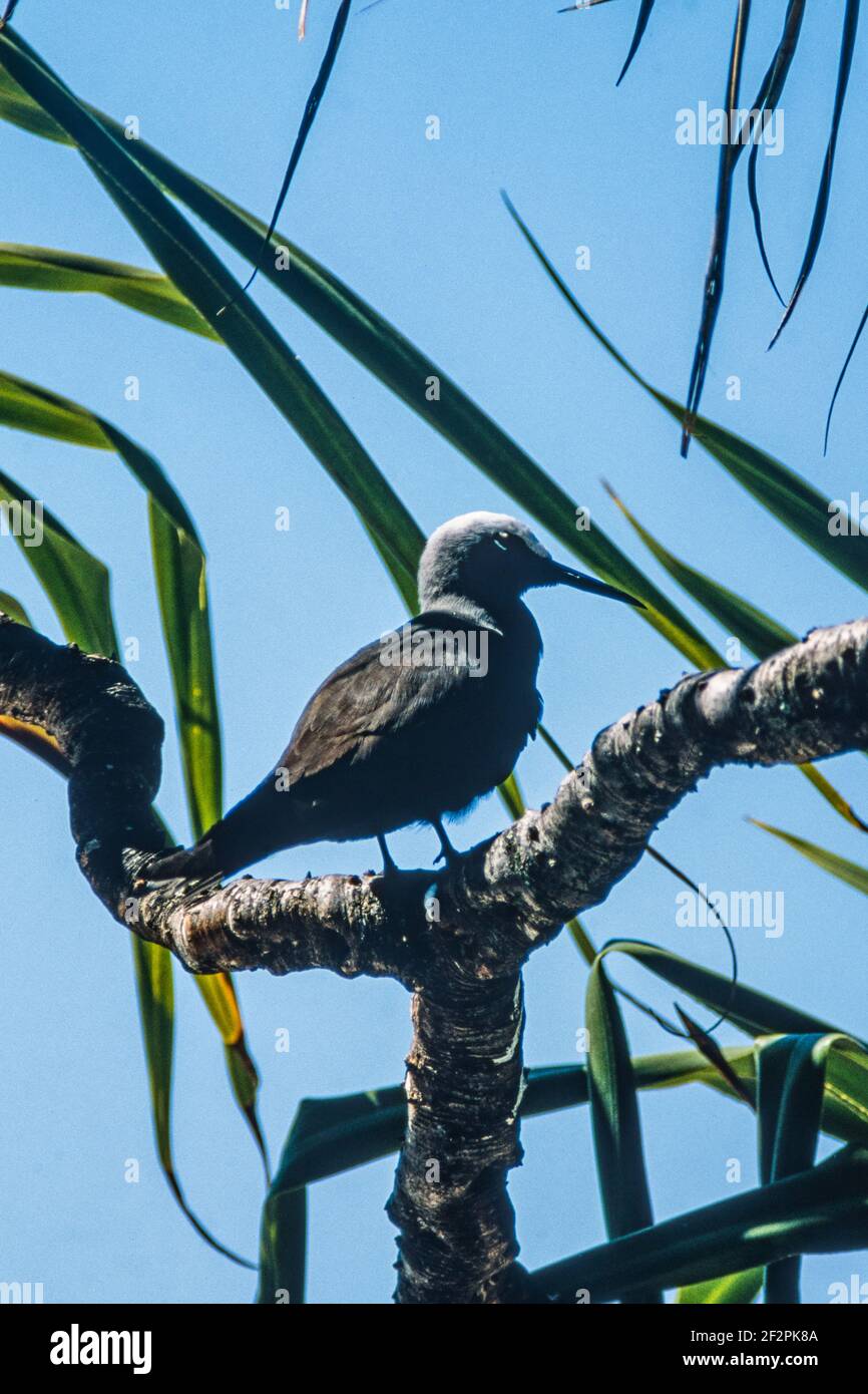White-capped Noddy or Black Noddy Terns, Anous minutus, nests by the ...