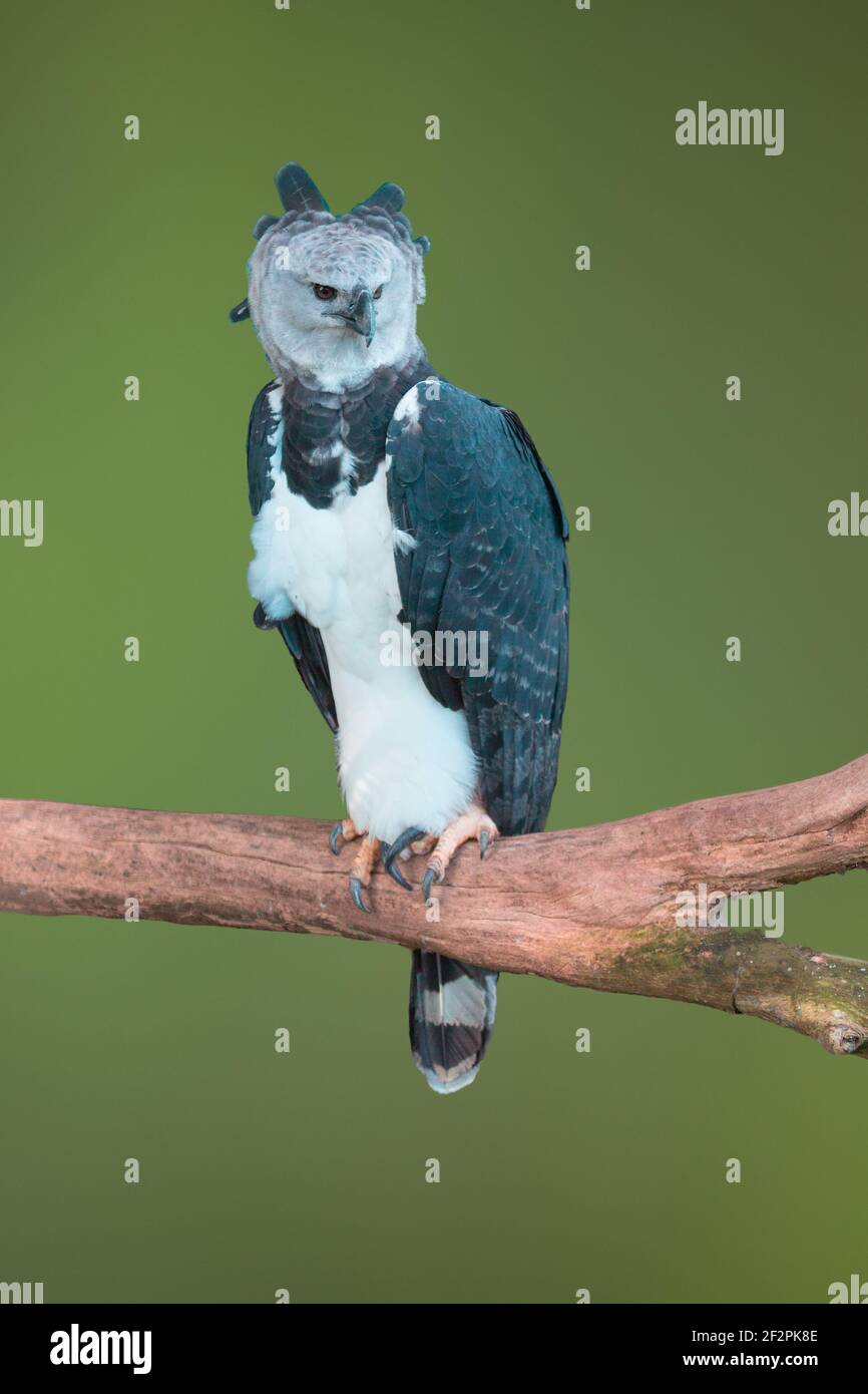 The Harpy Eagle, Harpia harpyja, is the largest, most powerful raptor ...