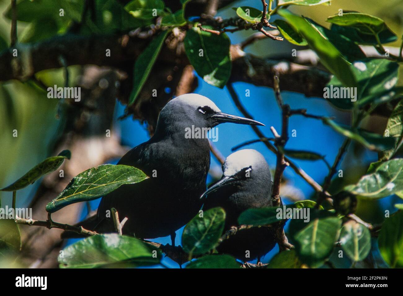 White-capped Noddy or Black Noddy Terns, Anous minutus, nests by the ...