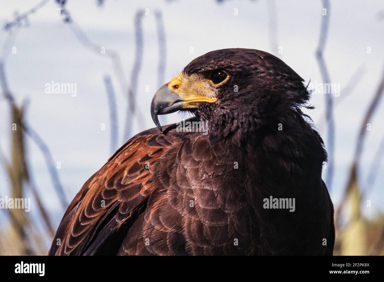 Harris's Hawk, Parabuteo unicinctus. is native from the southwestern U ...