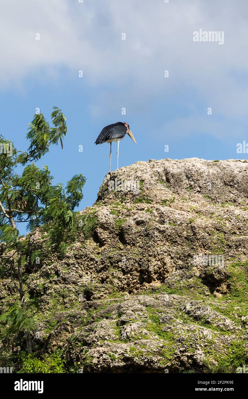 Grounds of dominican republic national zoo hi-res stock photography and ...