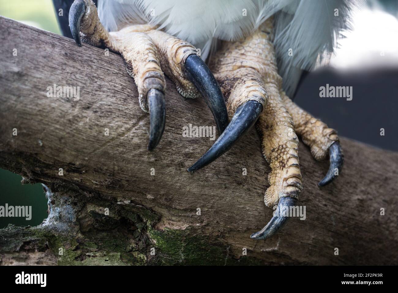A close-up of the talons of the Harpy Eagle, Harpia harpyja, the ...