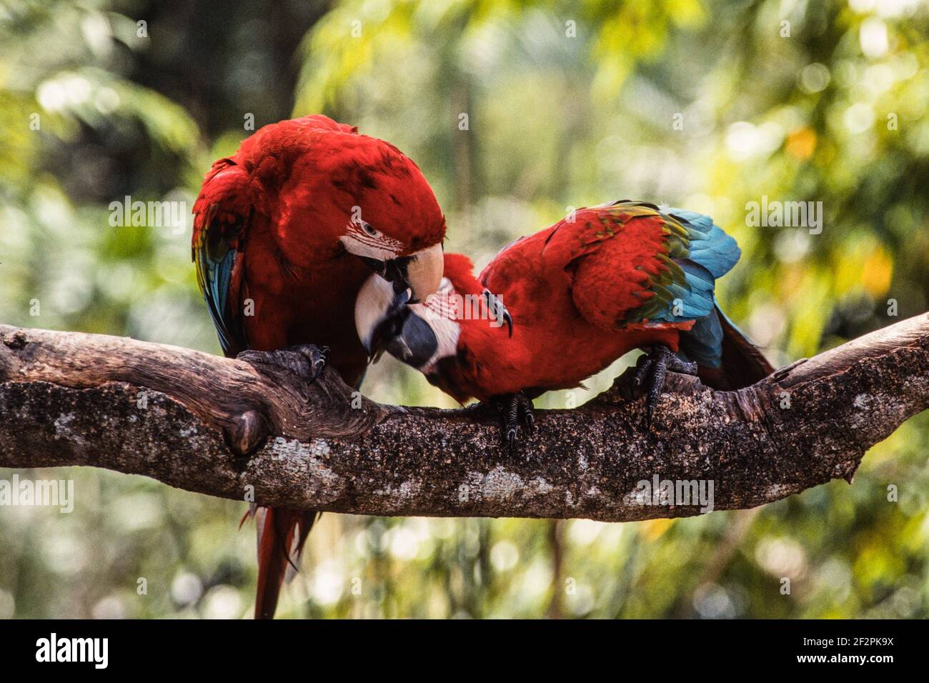 Two Red-and-Green Macaws, Ara chloropterus, also known as the Green ...