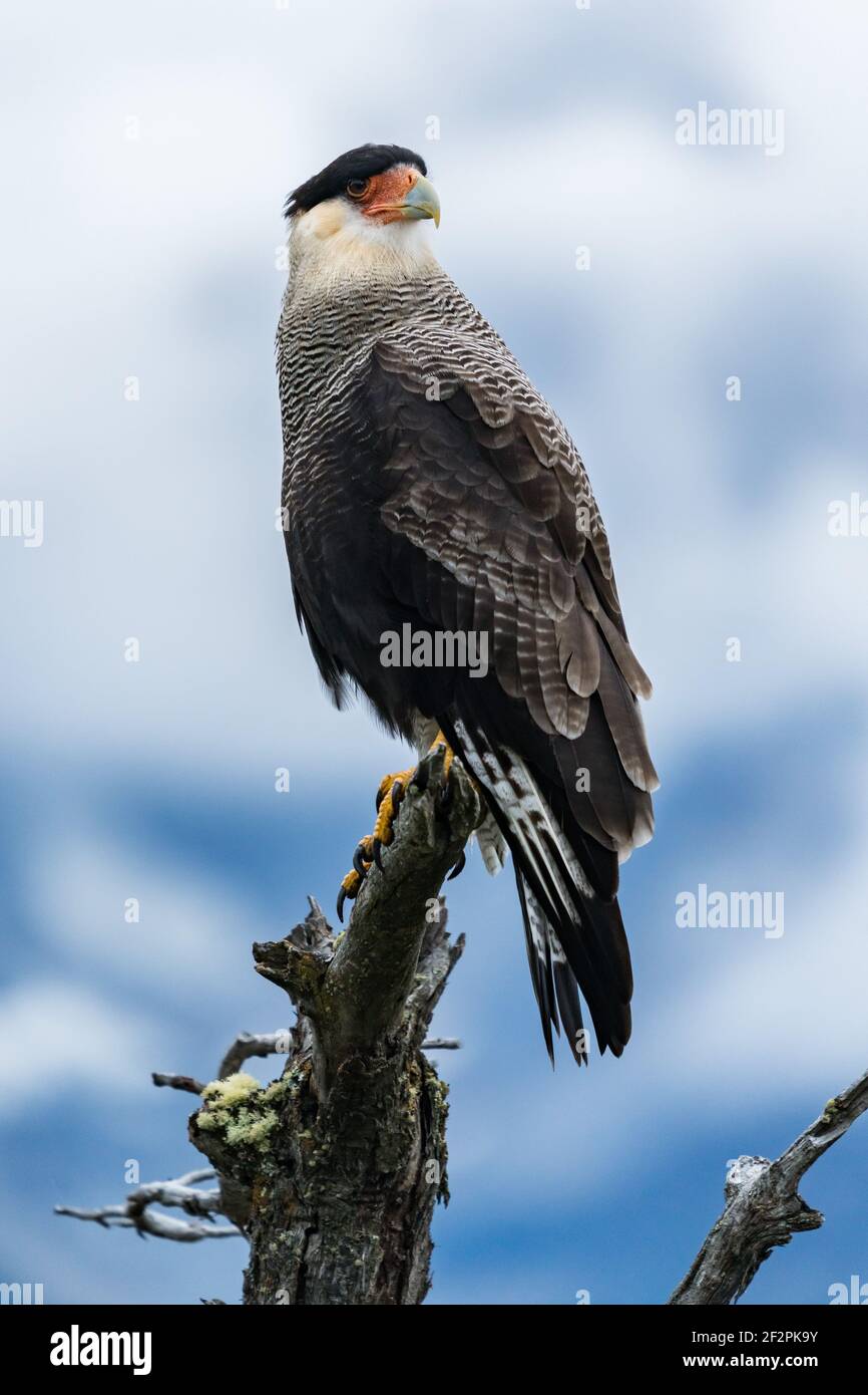 The Southern Crested Caracara, Caracara plancus, also known as the ...