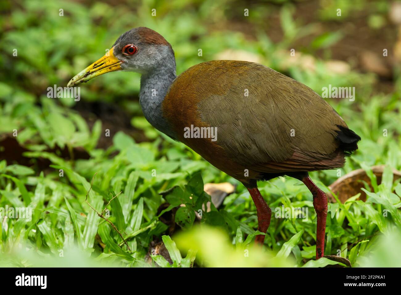Grey-necked or Grey-hooded Wood Rail, Aramides cajaneus, is found ...