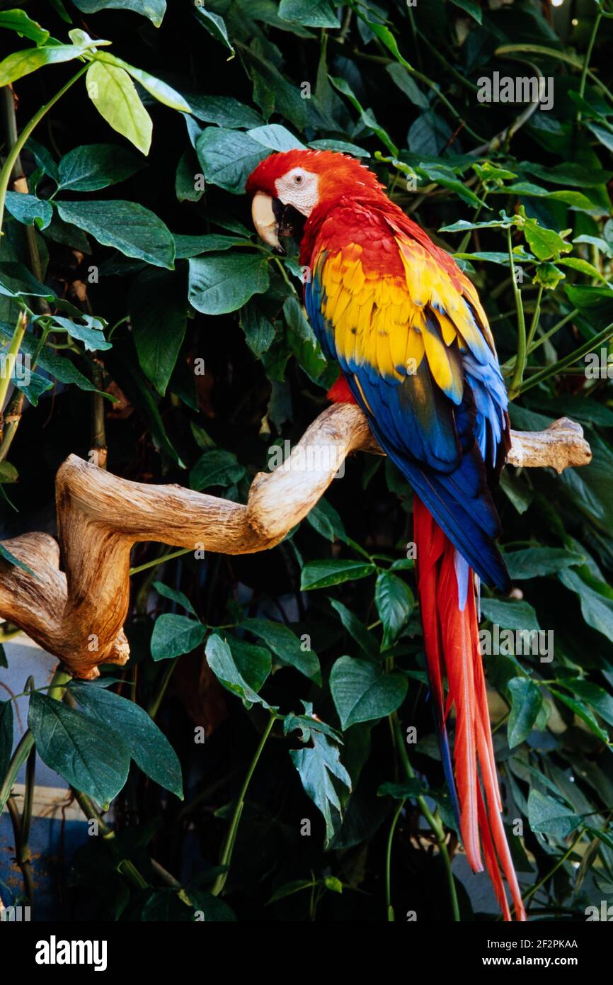 Scarlet macaw hi-res stock photography and images - Alamy