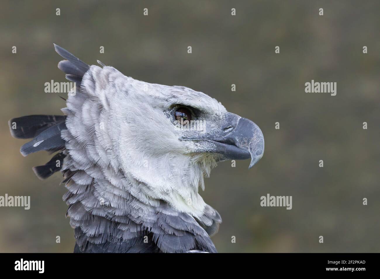 The Harpy Eagle, Harpia harpyja, is the largest, most powerful raptor in the Americas Stock ...