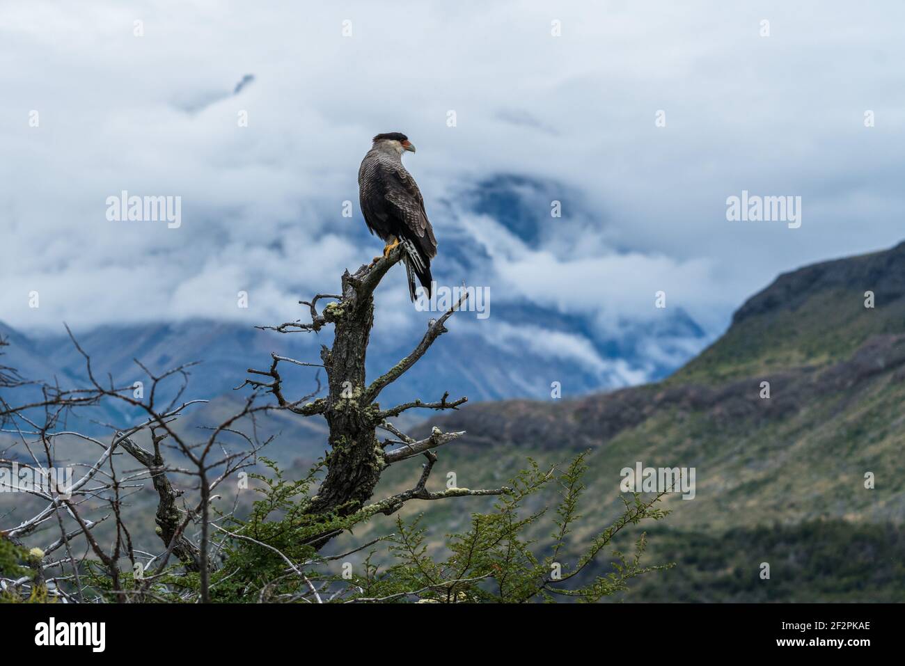 The Southern Crested Caracara, Caracara plancus, also known as the ...