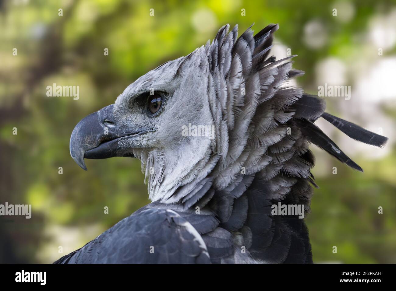 The Harpy Eagle, Harpia harpyja, is the largest, most powerful raptor ...
