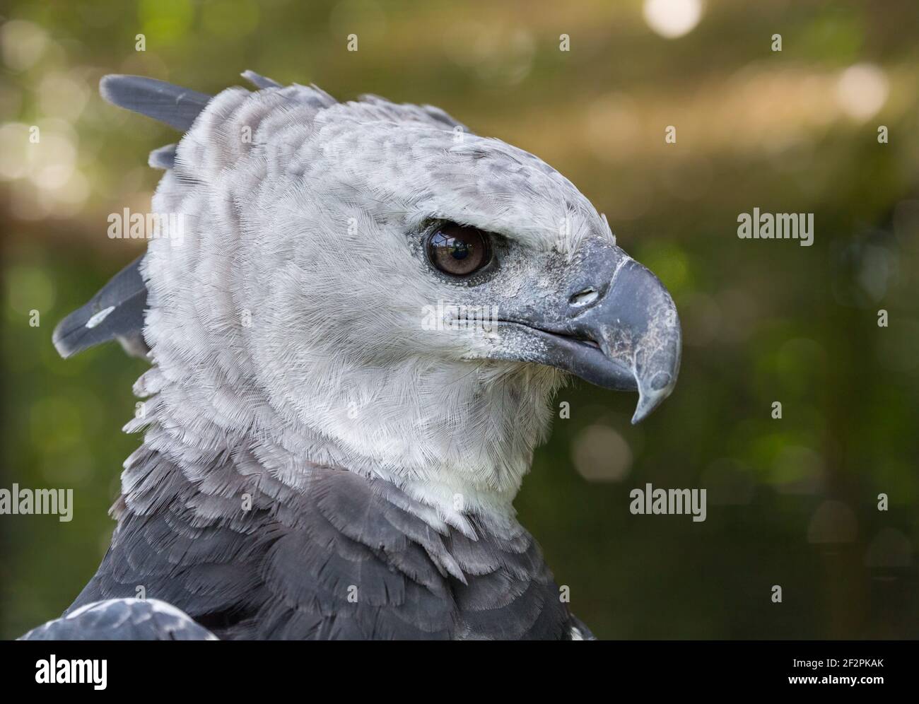 The Harpy Eagle, Harpia harpyja, is the largest, most powerful raptor ...