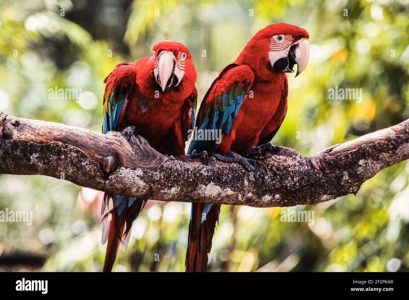 Two Red-and-Green Macaws, Ara chloropterus, also known as the Green-winged Macaw, in the Jurong ...