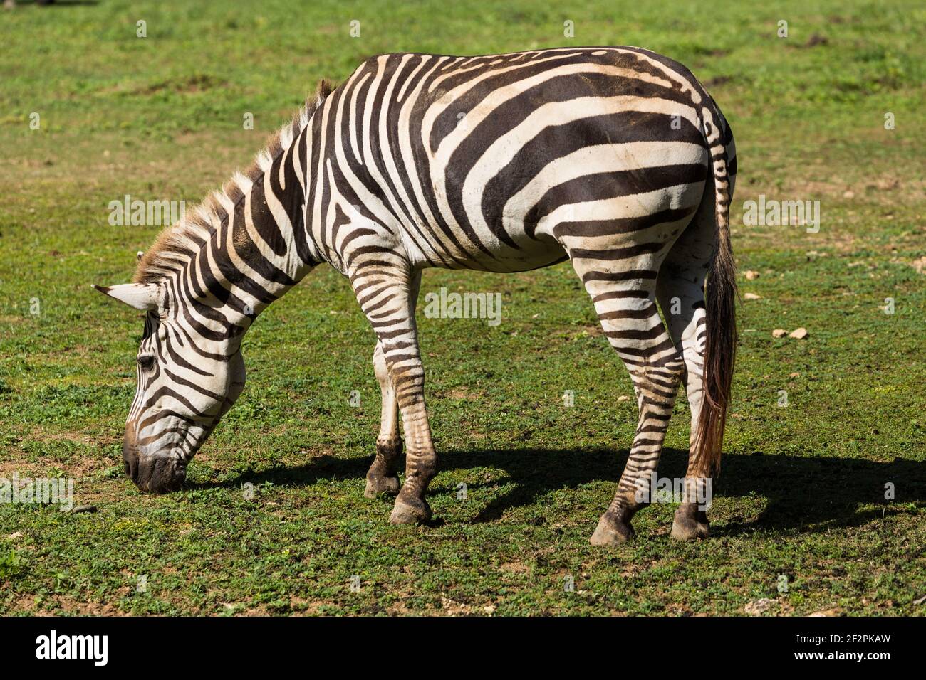 Grant's zebra (Equus quagga boehmi) is the smallest of six subspecies ...
