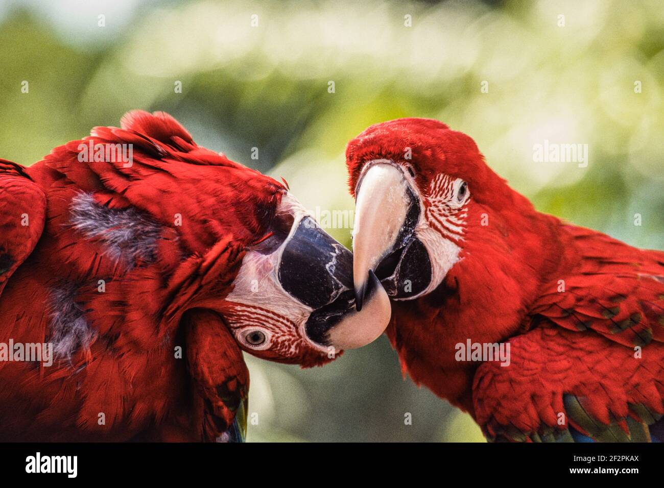 Two Red-and-Green Macaws, Ara chloropterus, also known as the Green-winged Macaw, in the Jurong ...
