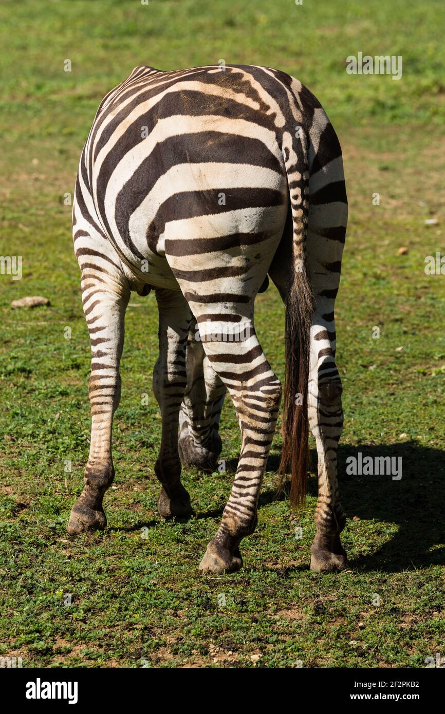 Grant's zebra (Equus quagga boehmi) is the smallest of six subspecies ...