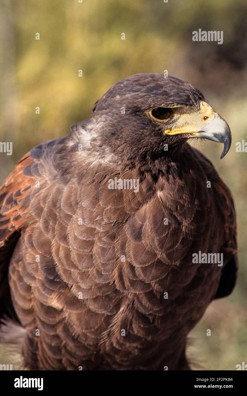 Chile lizards hi-res stock photography and images - Alamy