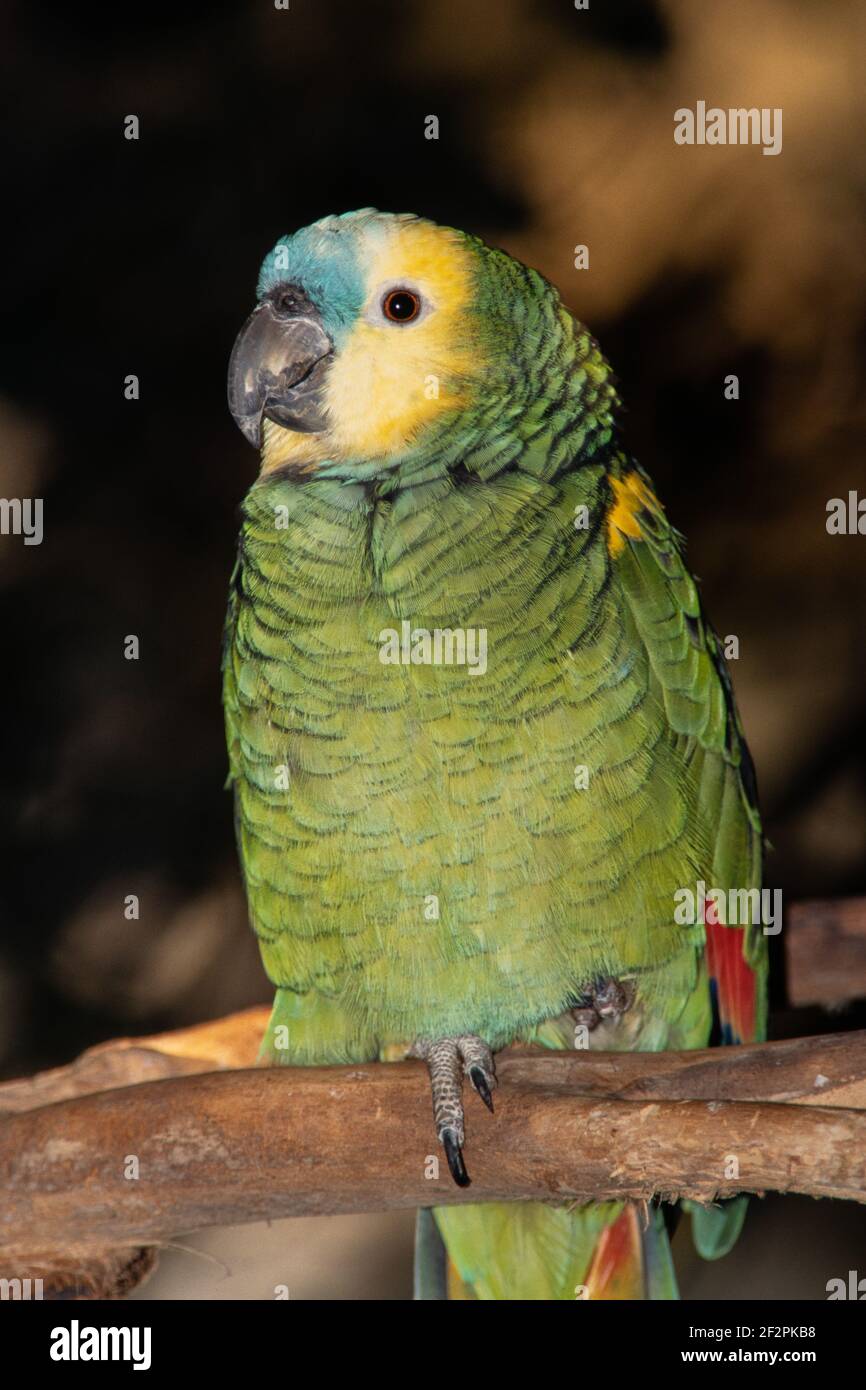 A Blue-fronted Amazon parrot,Amazona aestiva, in the Henry Doorly Zoo ...