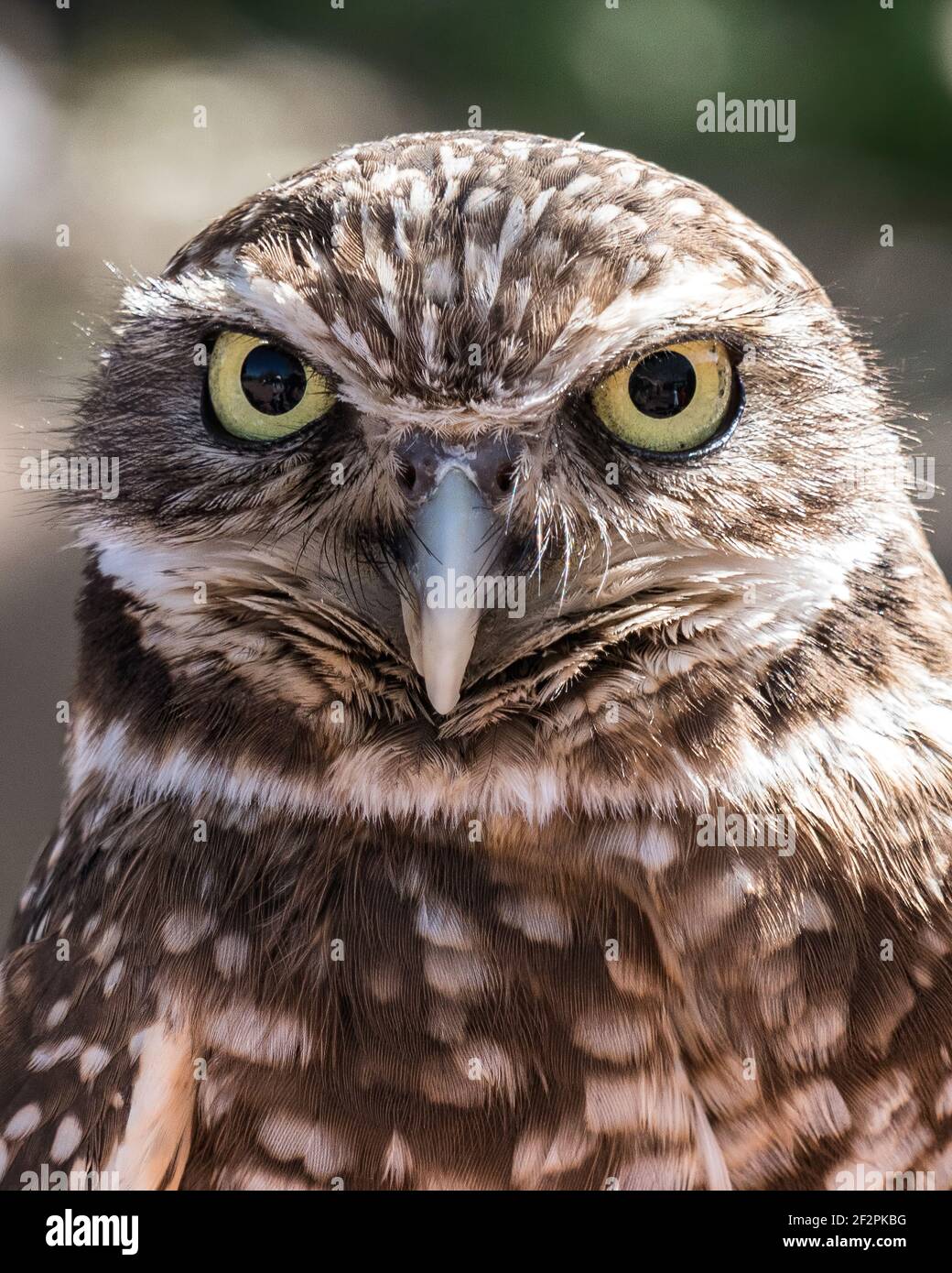 A Burrowing Owl, Athene cunicularia, at the Arizona-Sonoran Desert ...