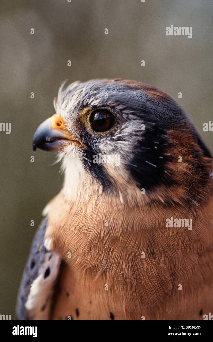 Falcons High Resolution Stock Photography and Images - Alamy