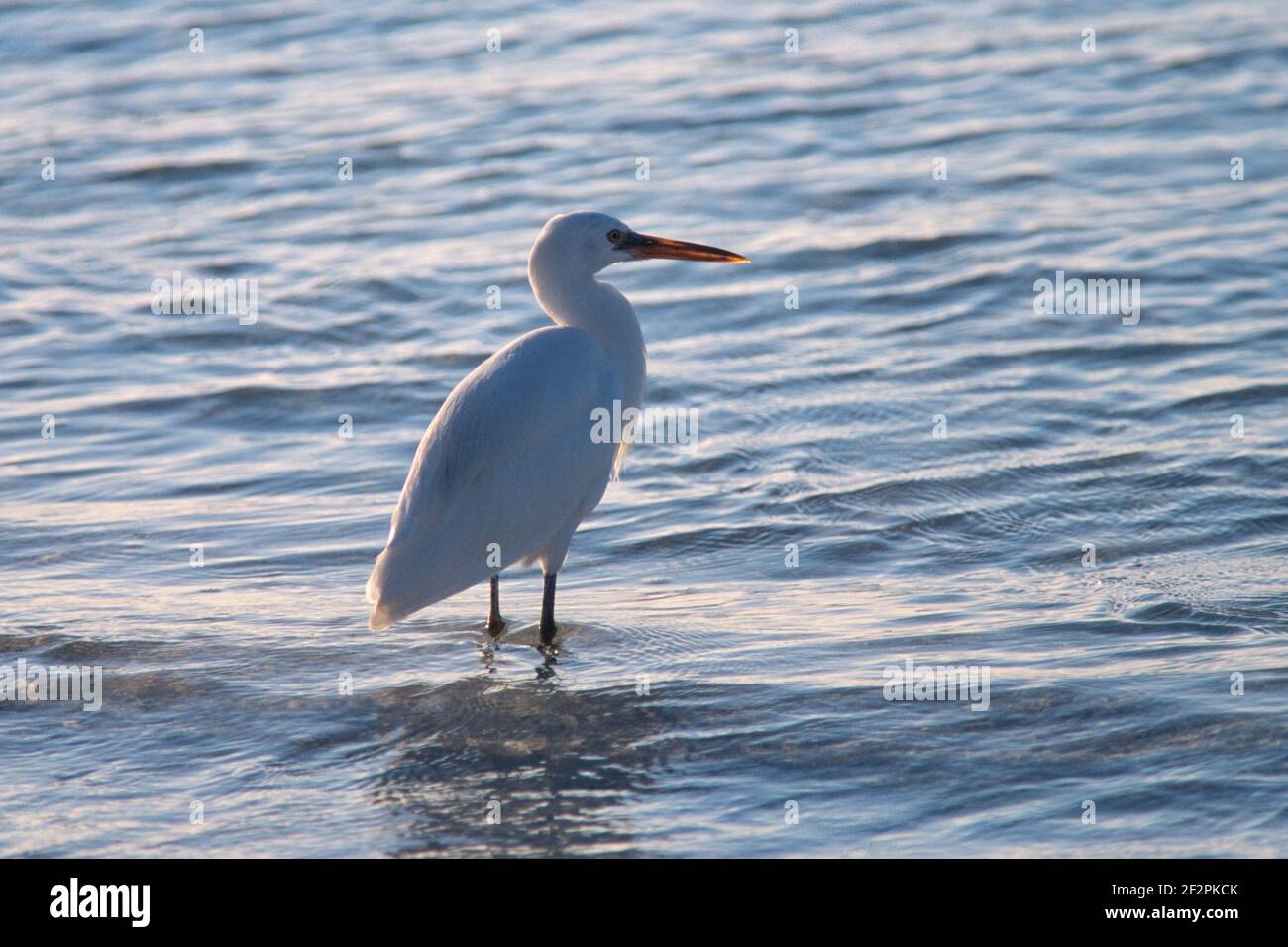 The Eastern Reef Egret or Pacific Reef Heron, Egretta sacra, lives and ...