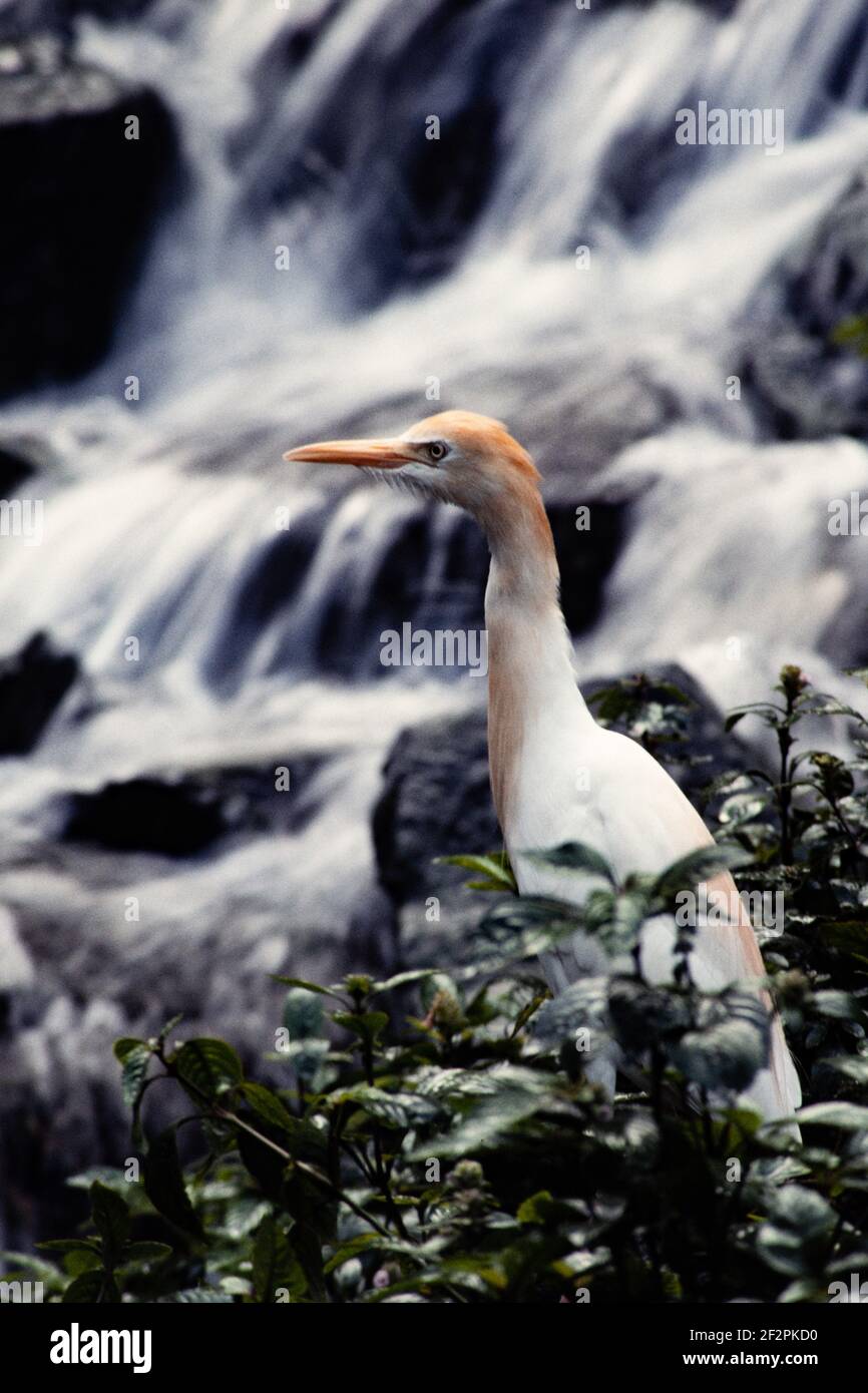 The Eastern Cattle Egret, Bubulcus coromandus, breeds in East and ...