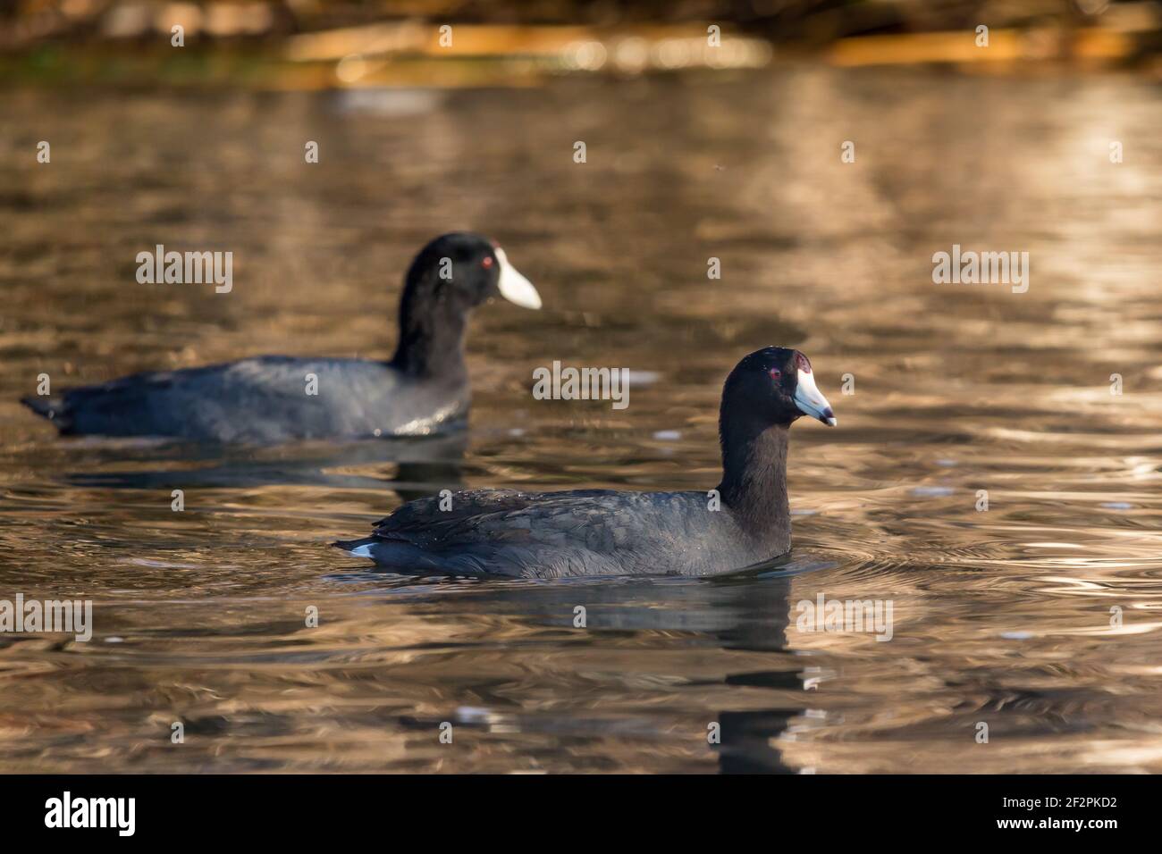 The American Coot - Fulica americana, is also known as the Mud Hen. It ...