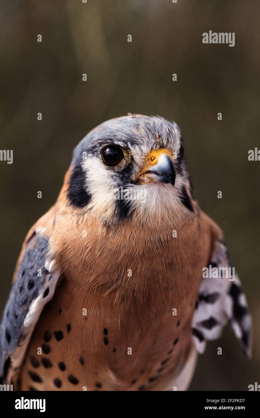 The American Kestrel, Falco sparverius, is the smallest and most ...