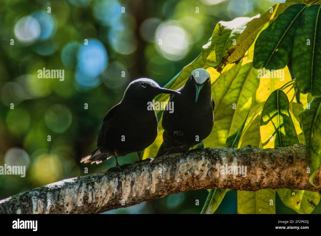 White-capped Noddy or Black Noddy Terns, Anous minutus, nests by the ...