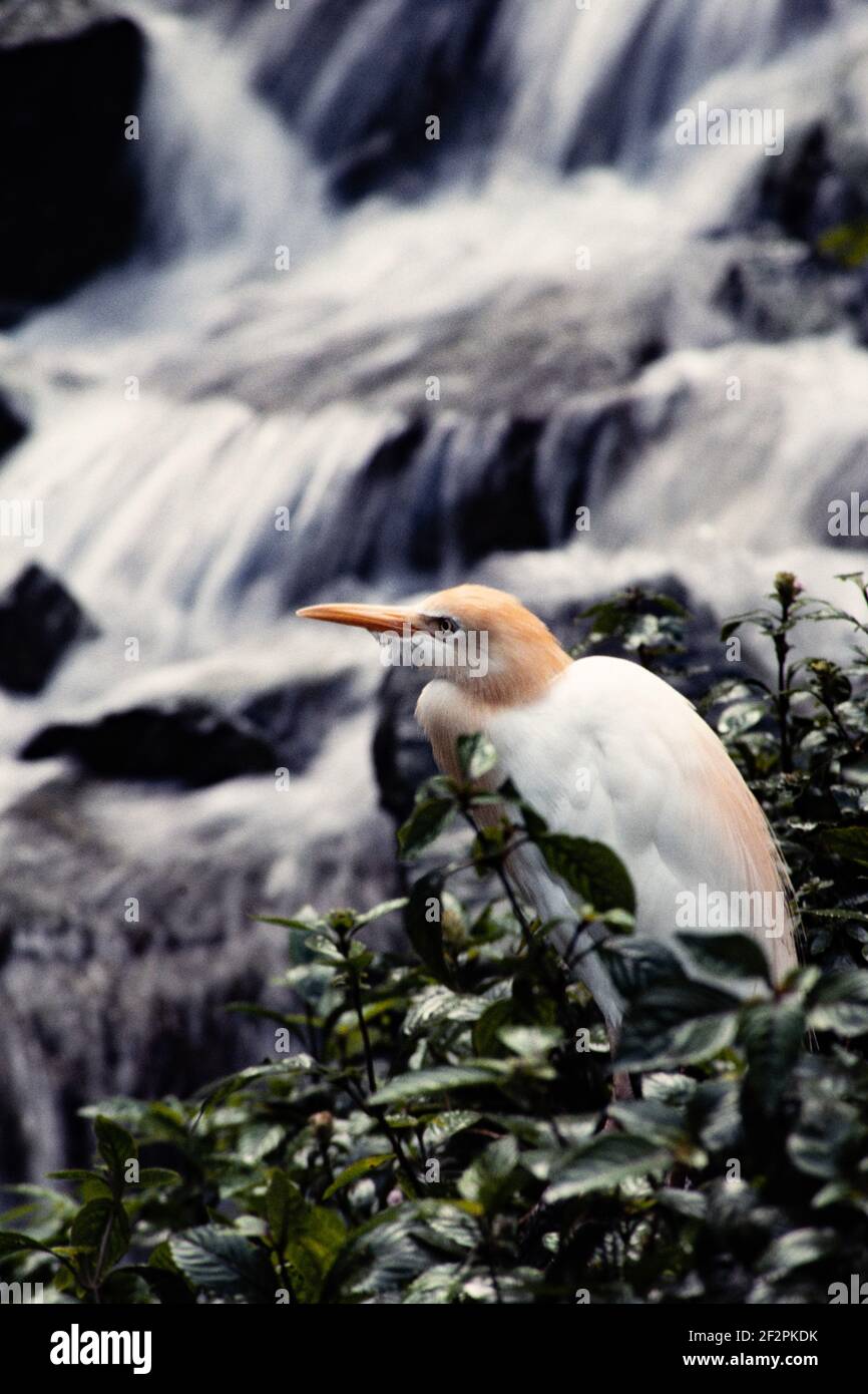 The Eastern Cattle Egret, Bubulcus coromandus, breeds in East and ...