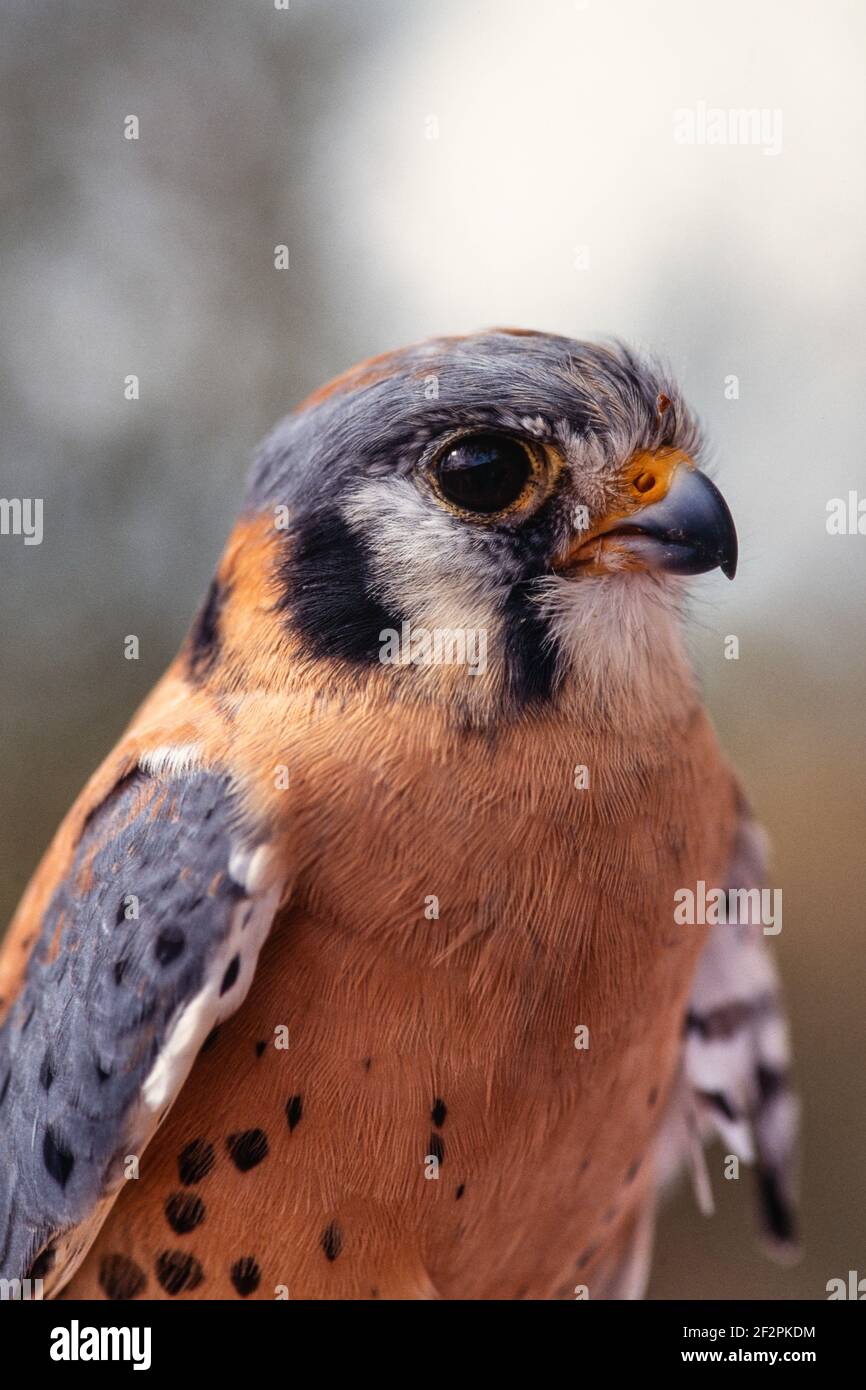 Smallest falcon north america hi-res stock photography and images - Alamy