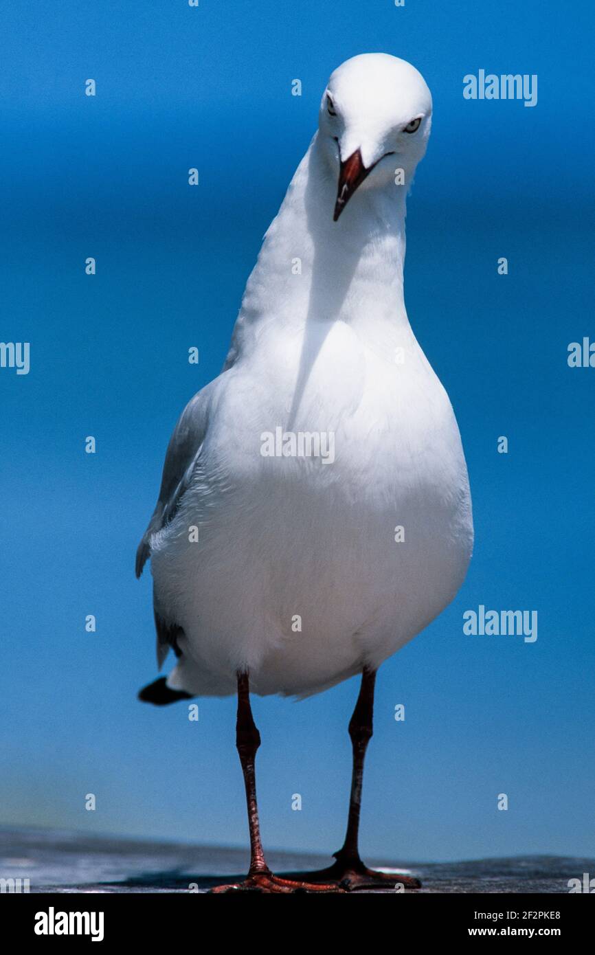 The Silver Gull - Chroicocephalus novaehollandiae is the most common ...