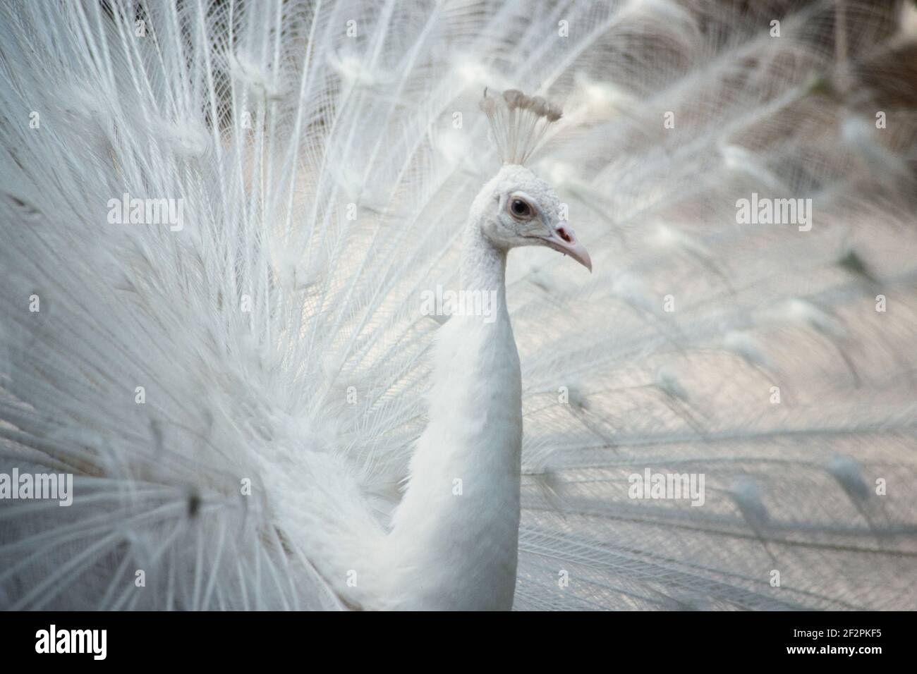 The white peacock is a genetic variation of the Common Peafowl or Blue ...