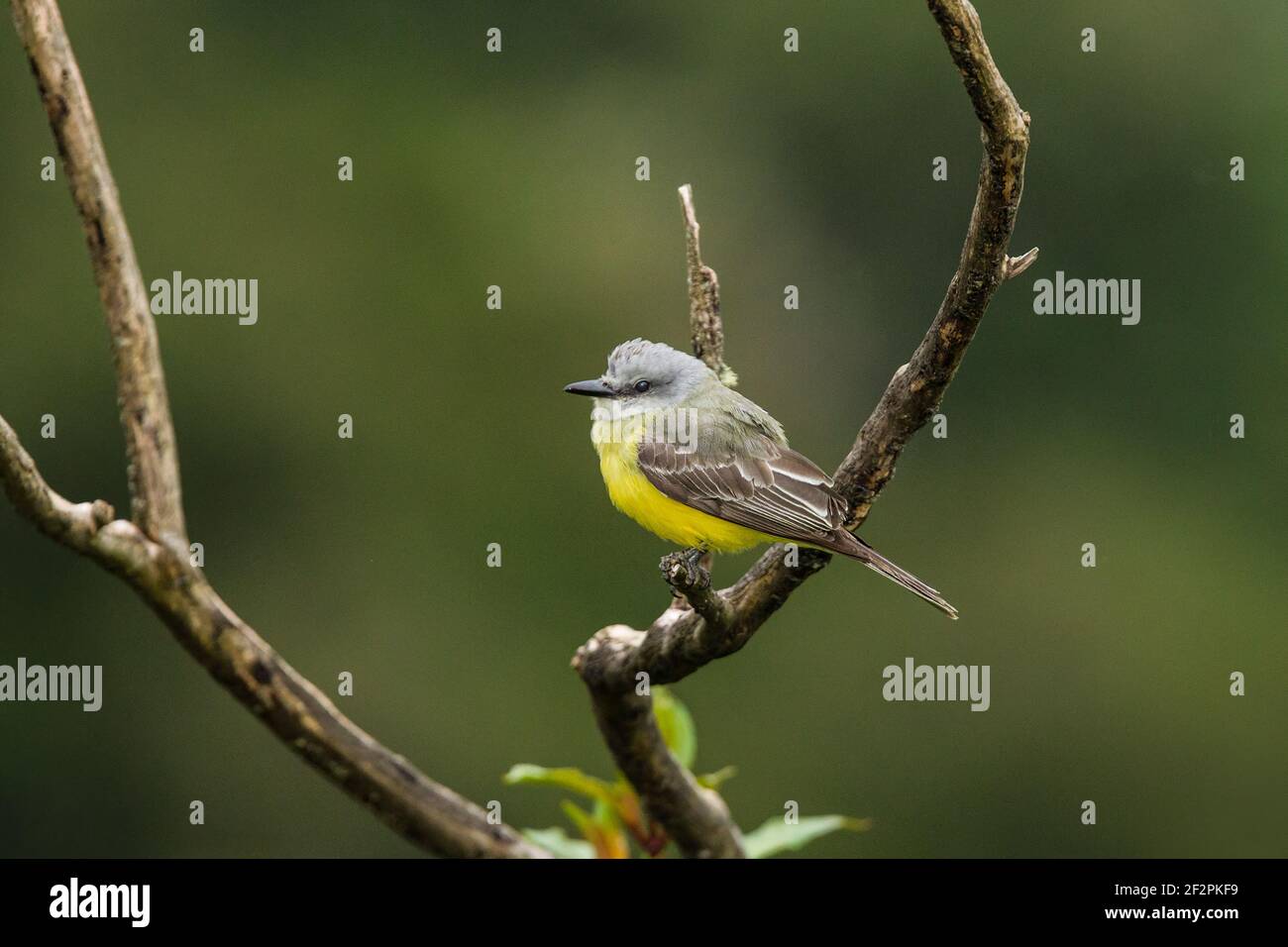The Tropical King Bird, Tyrannus melancholicus, is a tyrant flycatcher ...