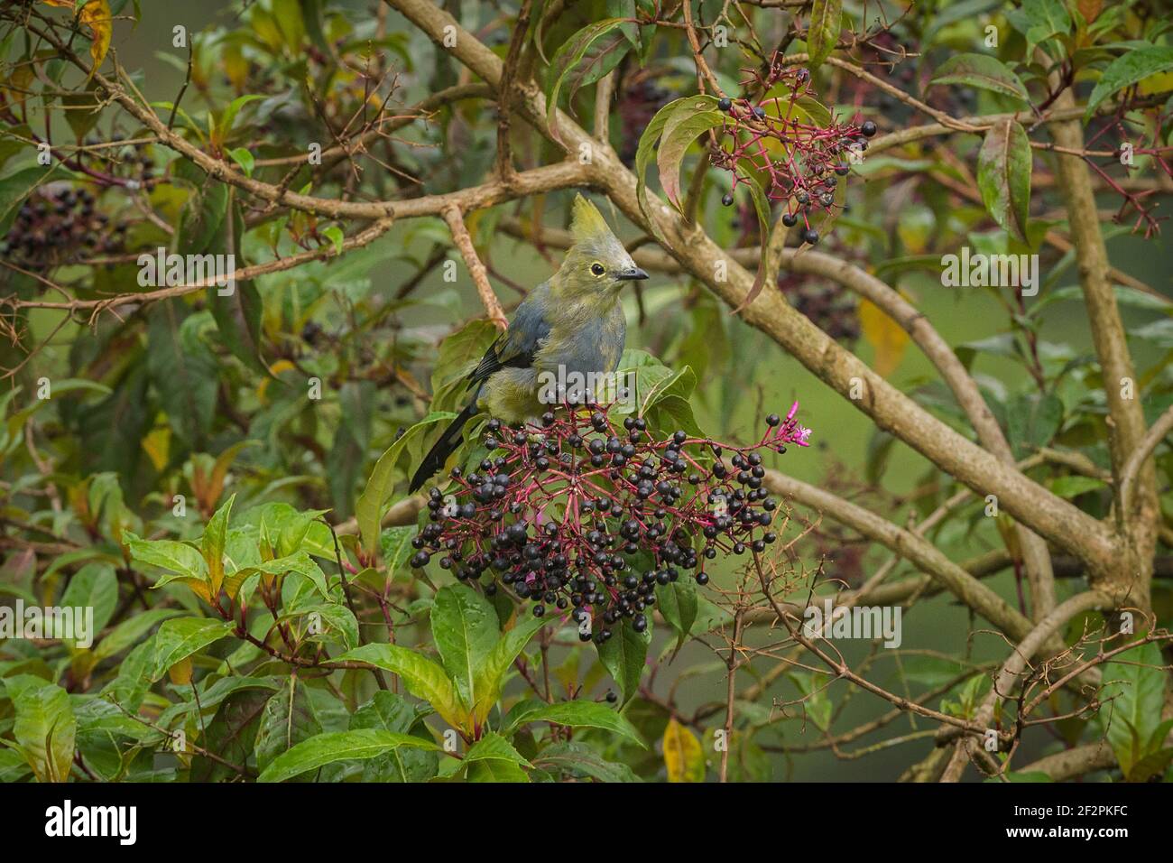A Long-tailed Silky-Flycatcher, Ptilogonys caudatus, eating fuschia ...