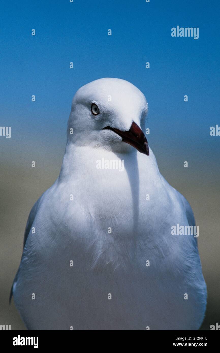 Australian bird eating an insect hi-res stock photography and images ...