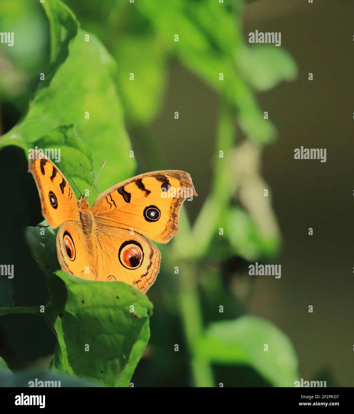 beautiful peacock pansy butterfly or junonia almana is sitting on a ...