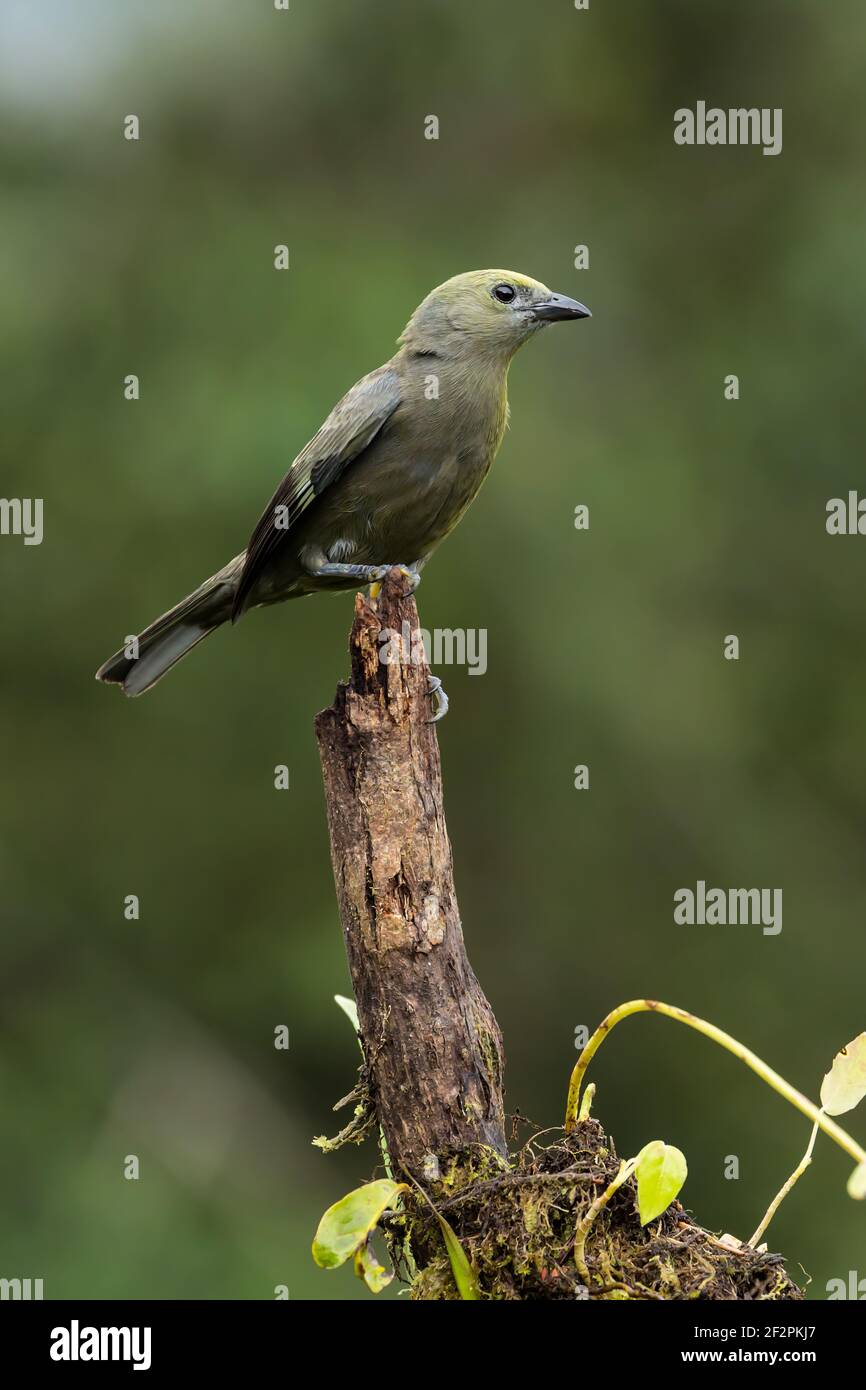 The Palm Tanager, Thraupis palmarum, ranges from Nicaragua to southern ...