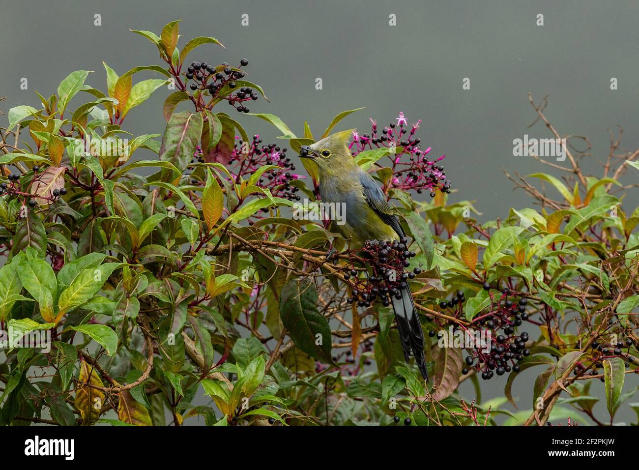 A Long-tailed Silky-Flycatcher, Ptilogonys caudatus, eating fuschia ...