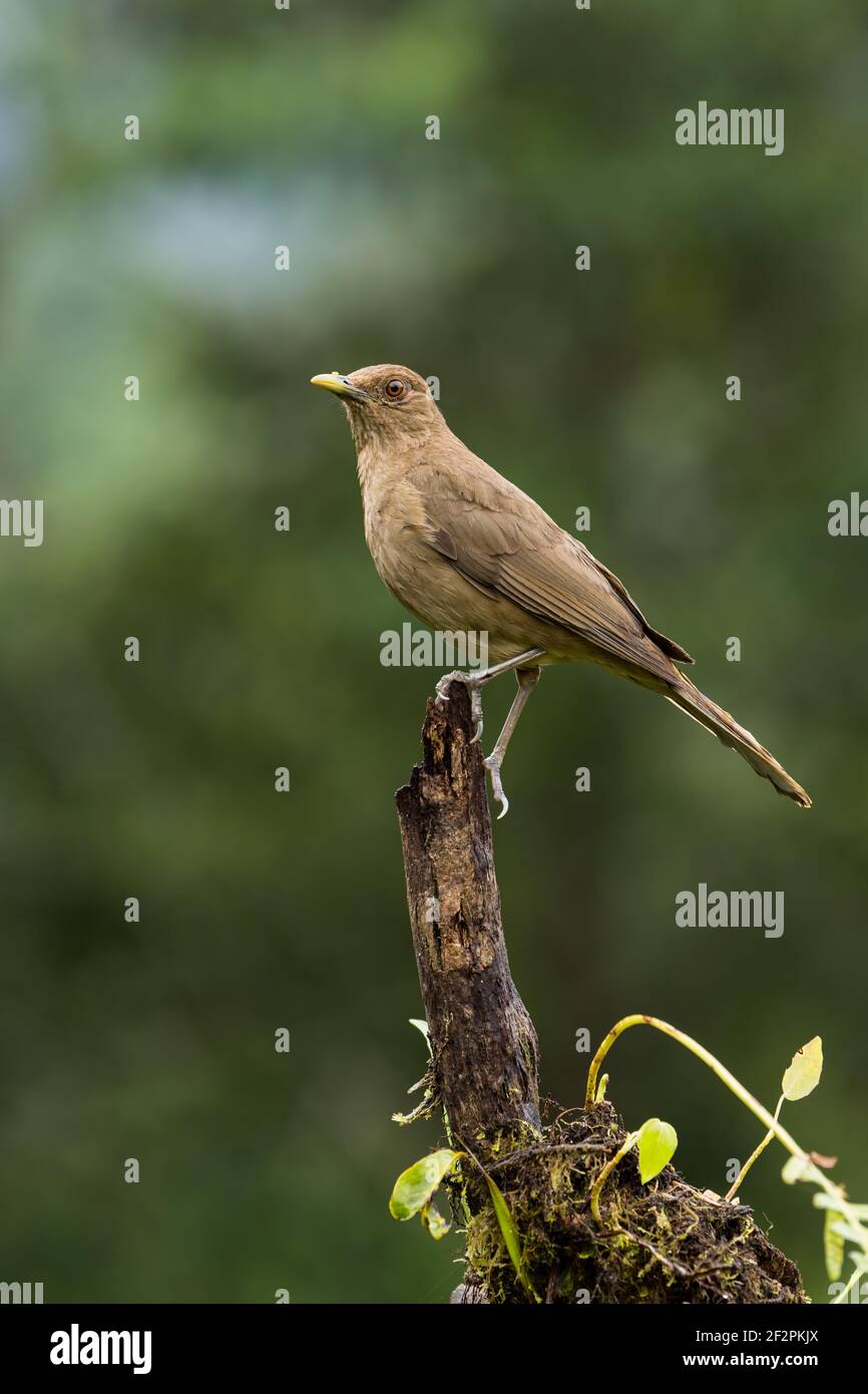 The Clay-colored Thrush, Turdus grayi, formerly called the Clay-colored ...