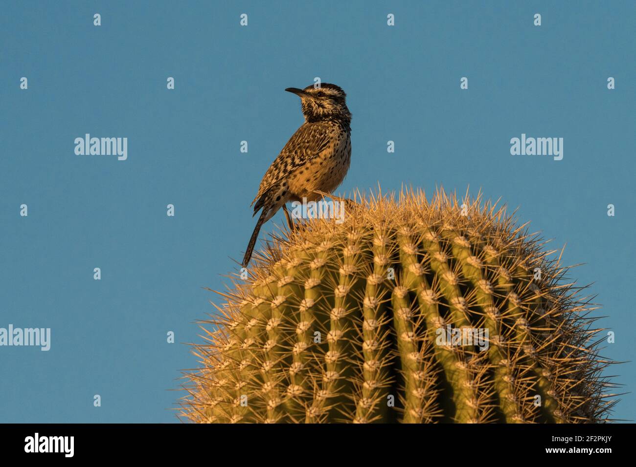Desert animal eating cactus hi-res stock photography and images - Alamy