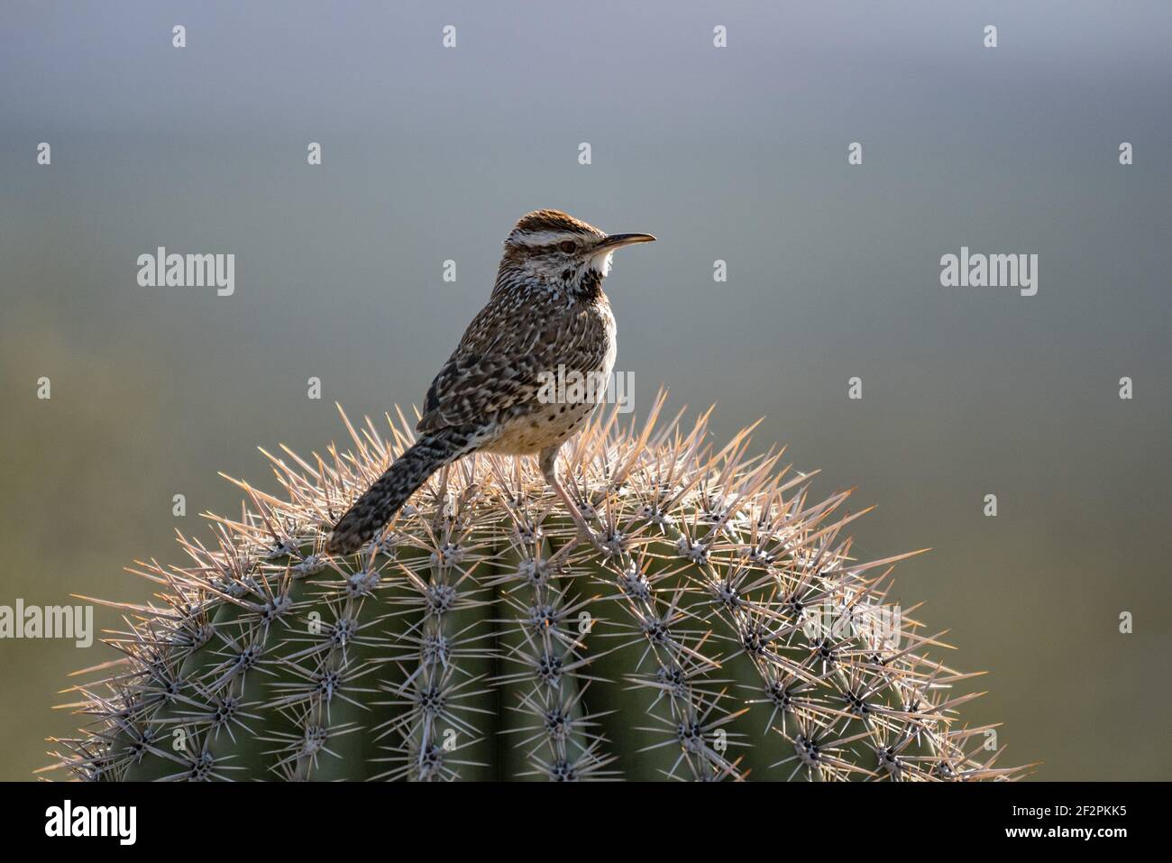 Desert animal eating cactus hi-res stock photography and images - Alamy