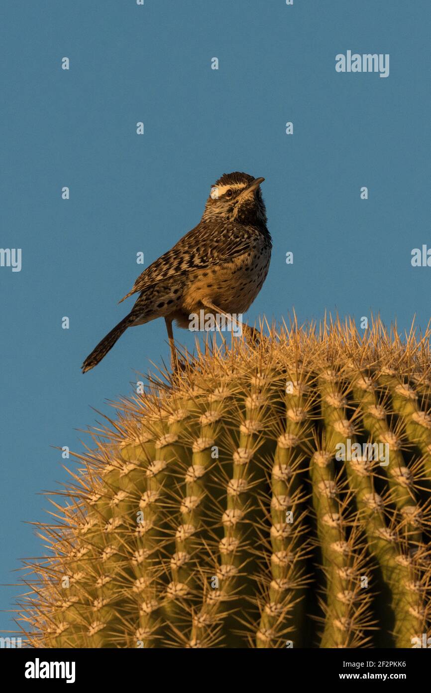 A Cactus Wren, Campylorhynchus brunneicapillus, perches on a Giant ...