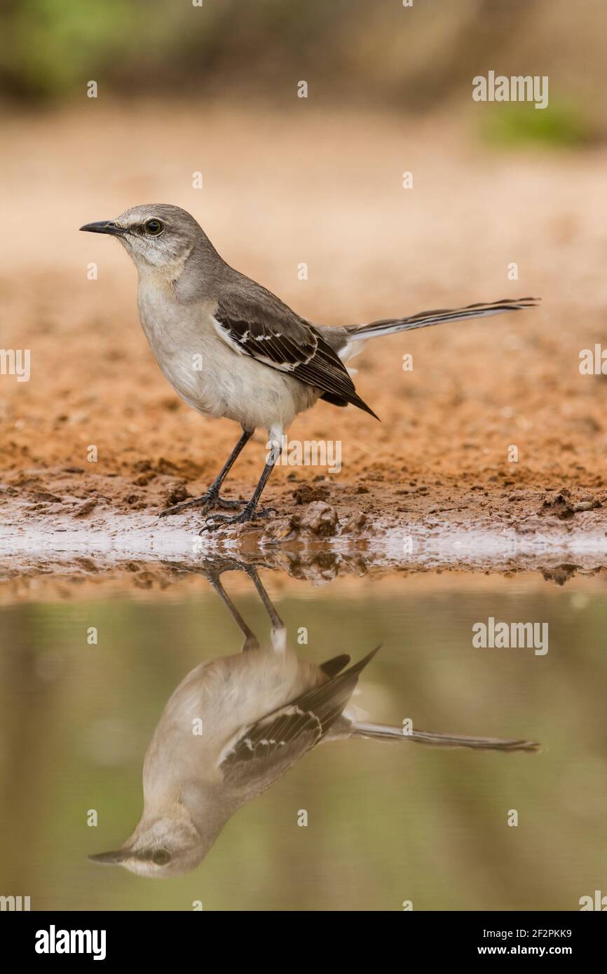 Northern mockingbird mexico hi-res stock photography and images - Alamy