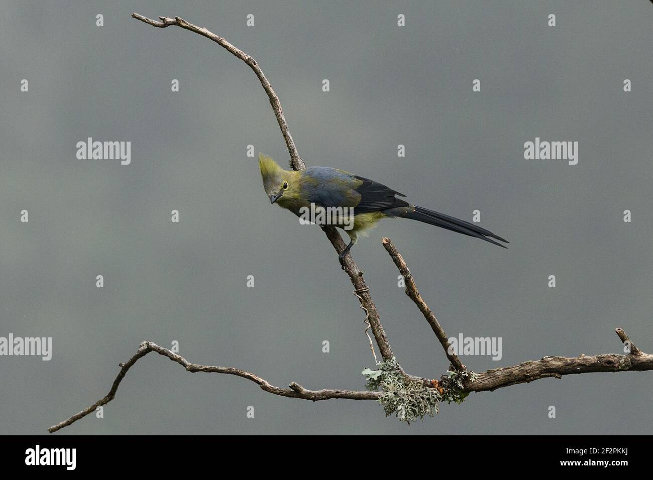 A Long-tailed Silky-Flycatcher, Ptilogonys caudatus, perched on a ...